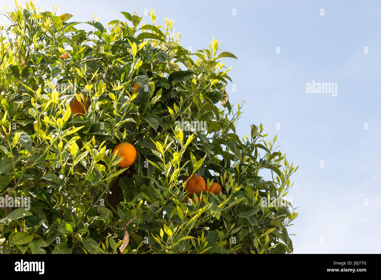 green orange tree full of fresh fruit Stock Photo - Alamy