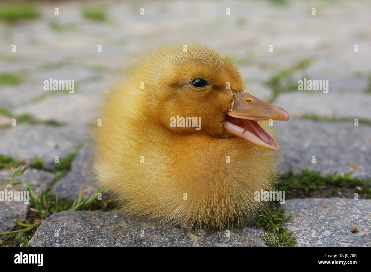 a running duck with open beak Stock Photo - Alamy