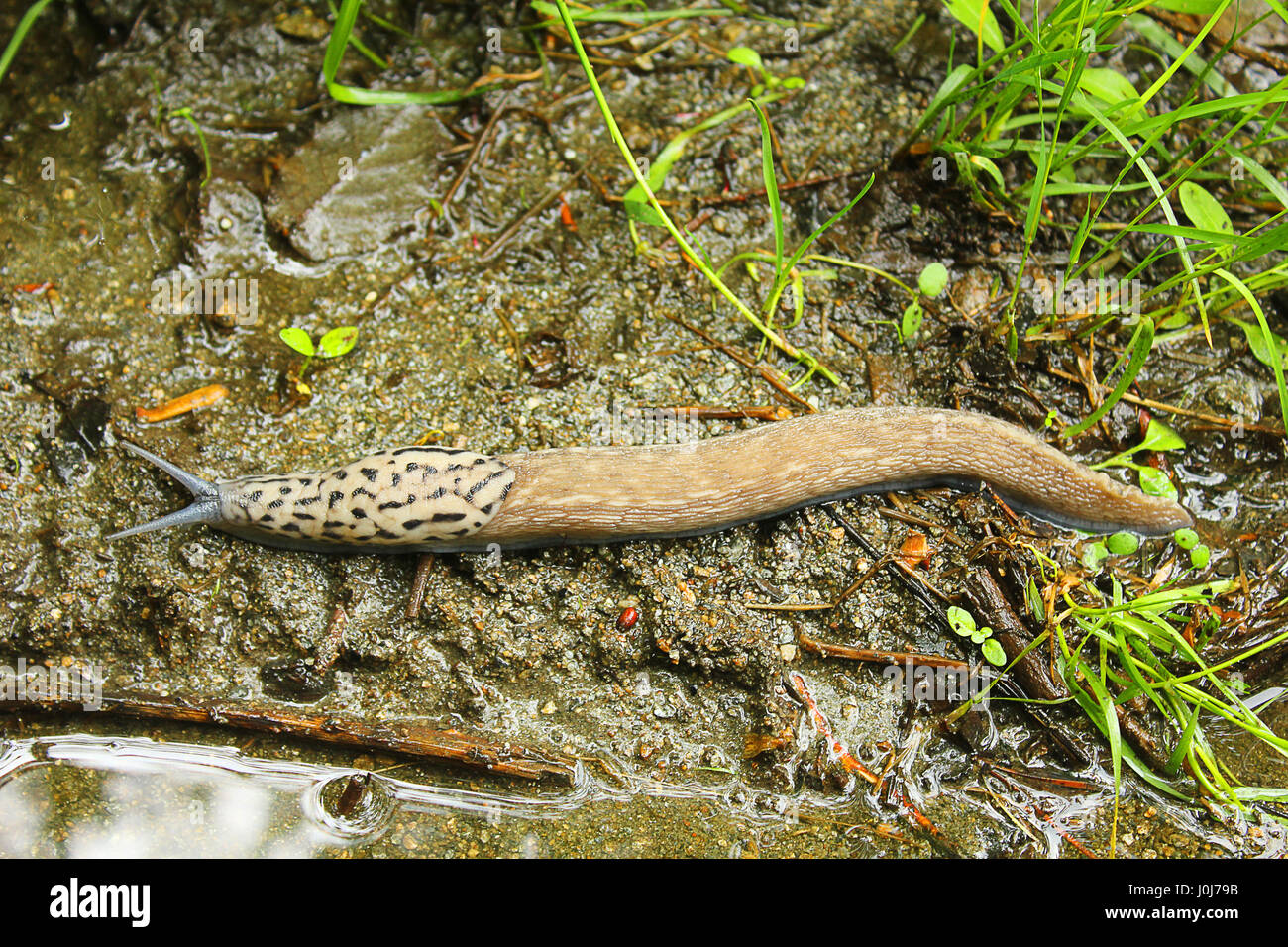 a large slug with double color Stock Photo - Alamy