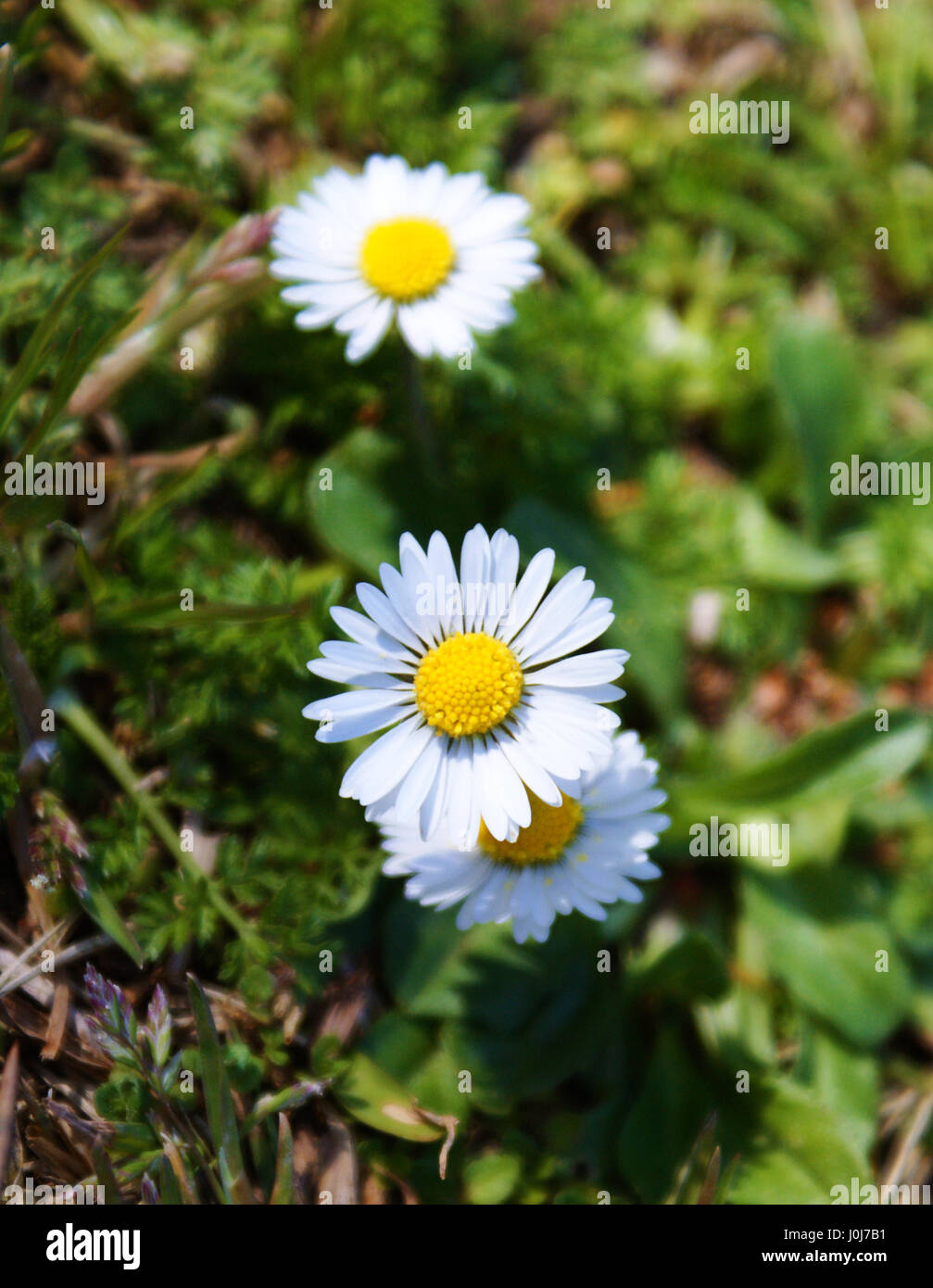 Lovely little daisies Stock Photo - Alamy