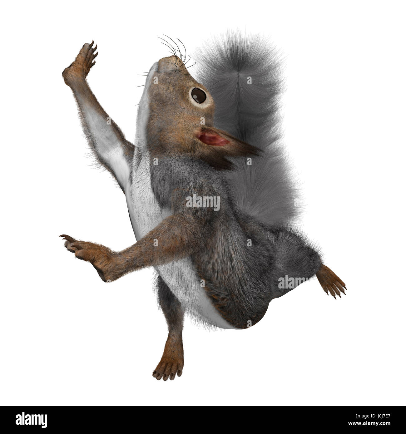 3D rendering of an Eastern grey squirrel isolated on white background ...