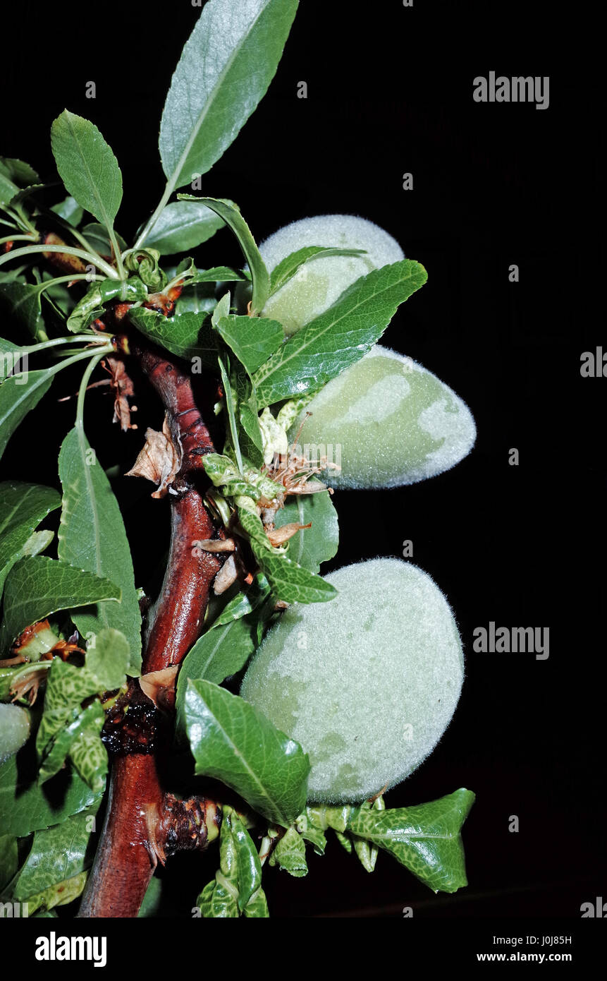 Almond's fruits (amygdalus communis Stock Photo - Alamy