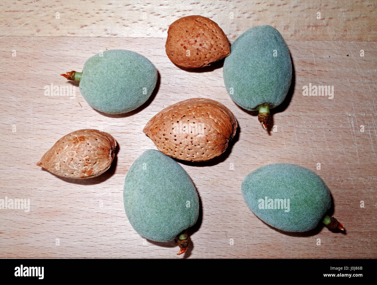 Almond's fruits (amygdalus communis Stock Photo - Alamy