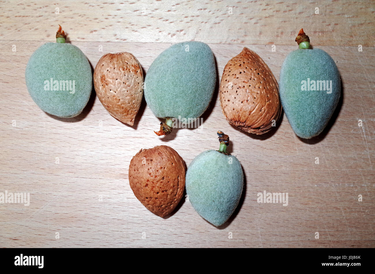 Almond's fruits (amygdalus communis Stock Photo - Alamy