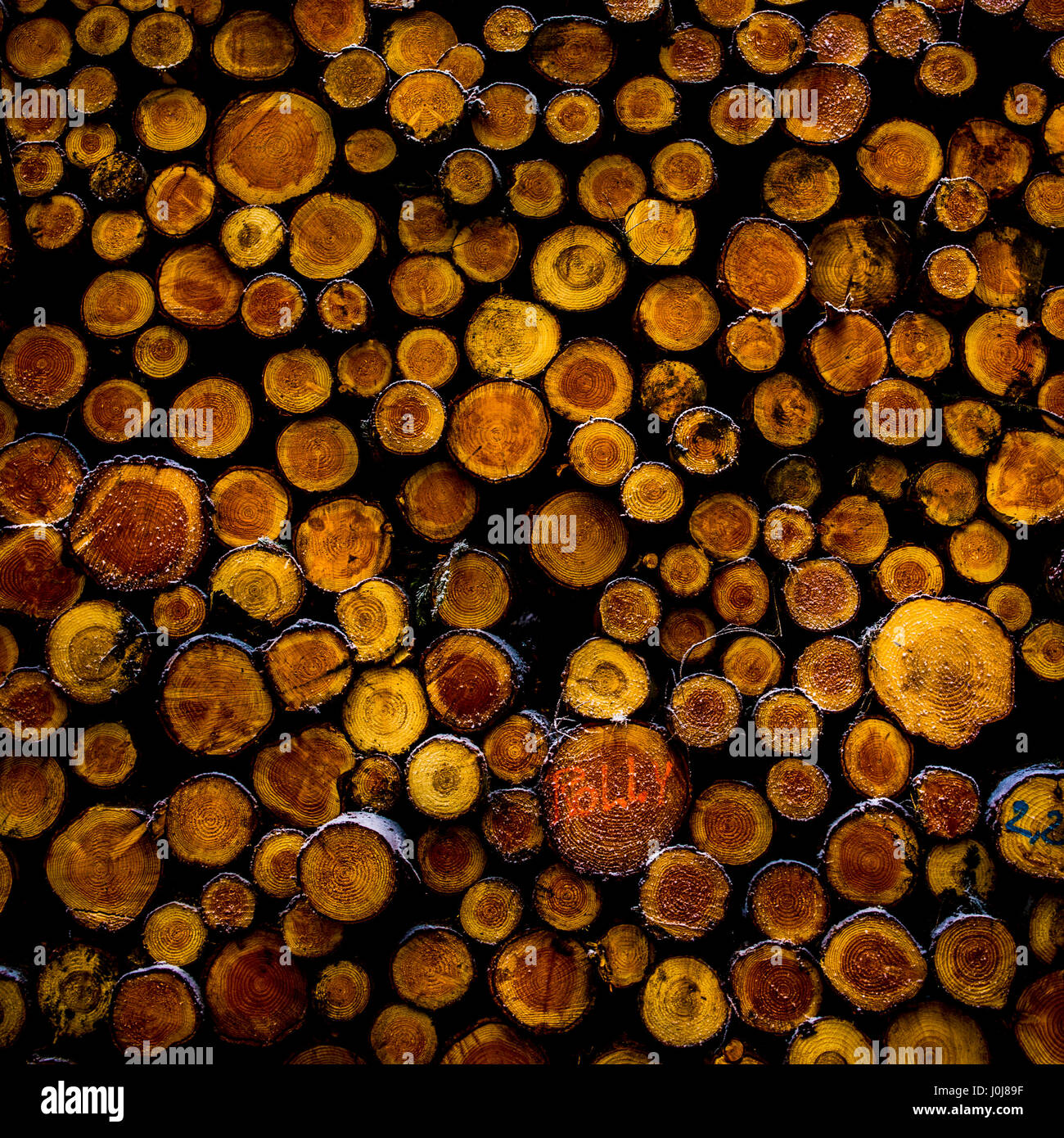 Stack of wood logs Stock Photo - Alamy