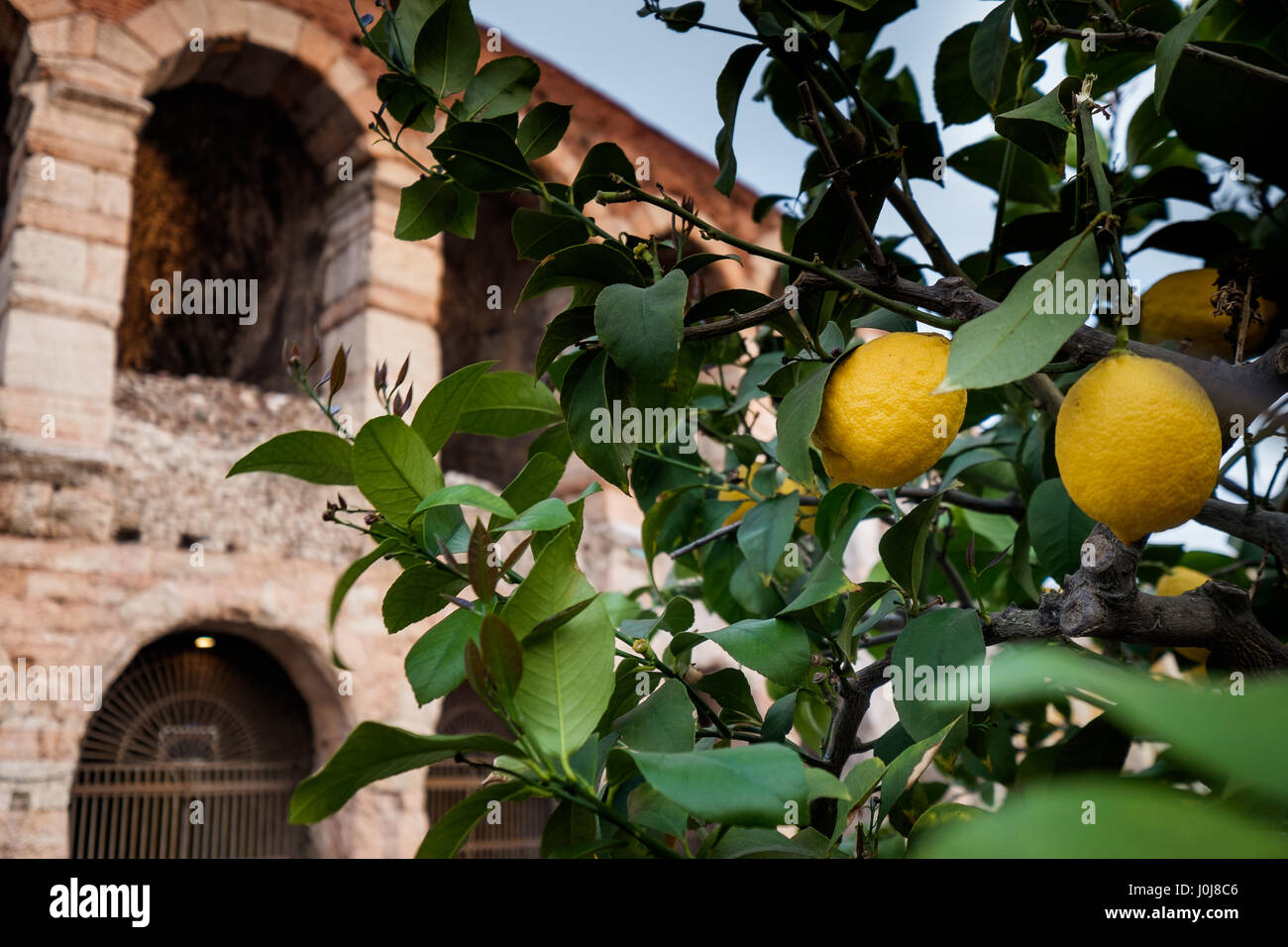 View of Arena historical building in Verona during the flower festival ...