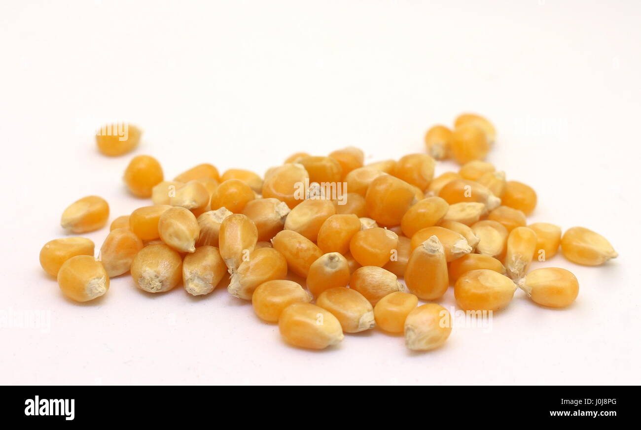 A photograph of a small mound of popcorn kernels, isolated on a white ...