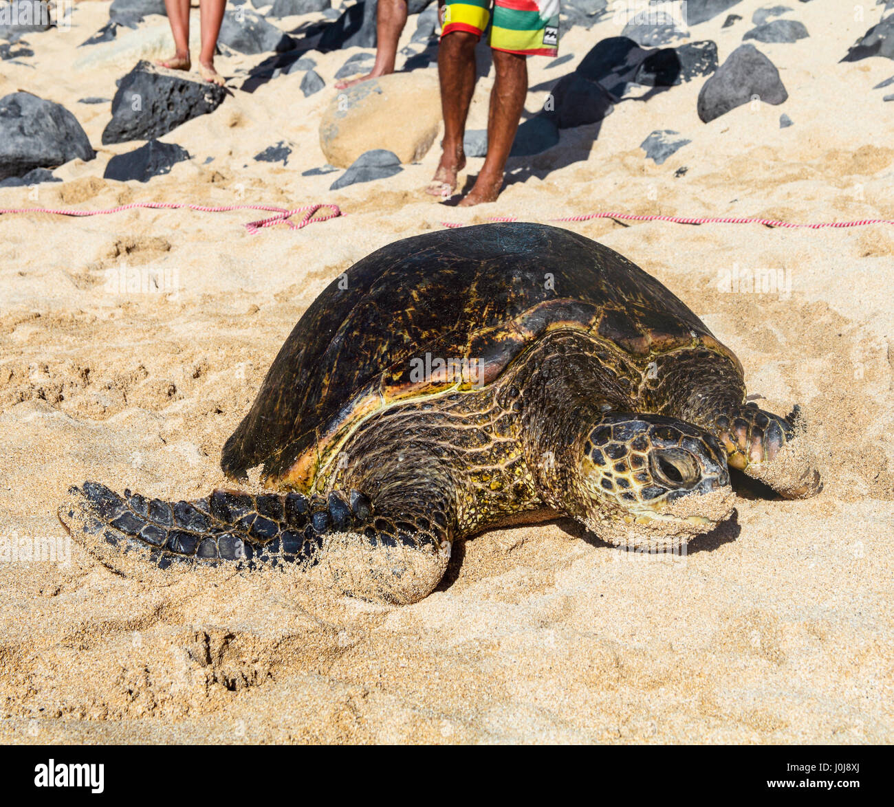 Hawaiian green sea turtle at Hookipa Beach, with onlookers beyond ...