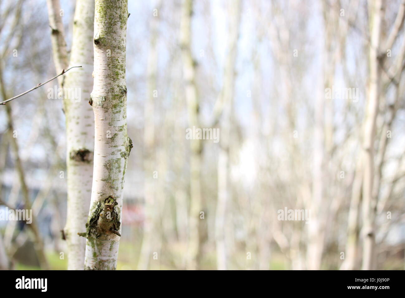 Silver birch woods hi-res stock photography and images - Alamy