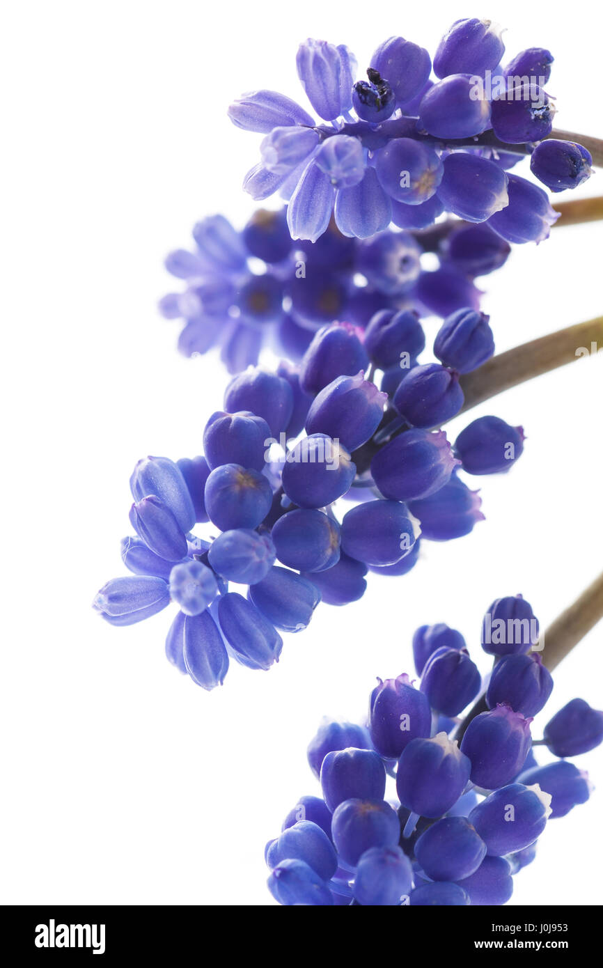 beautiful bouquet of spring flowers on a white background Stock Photo ...