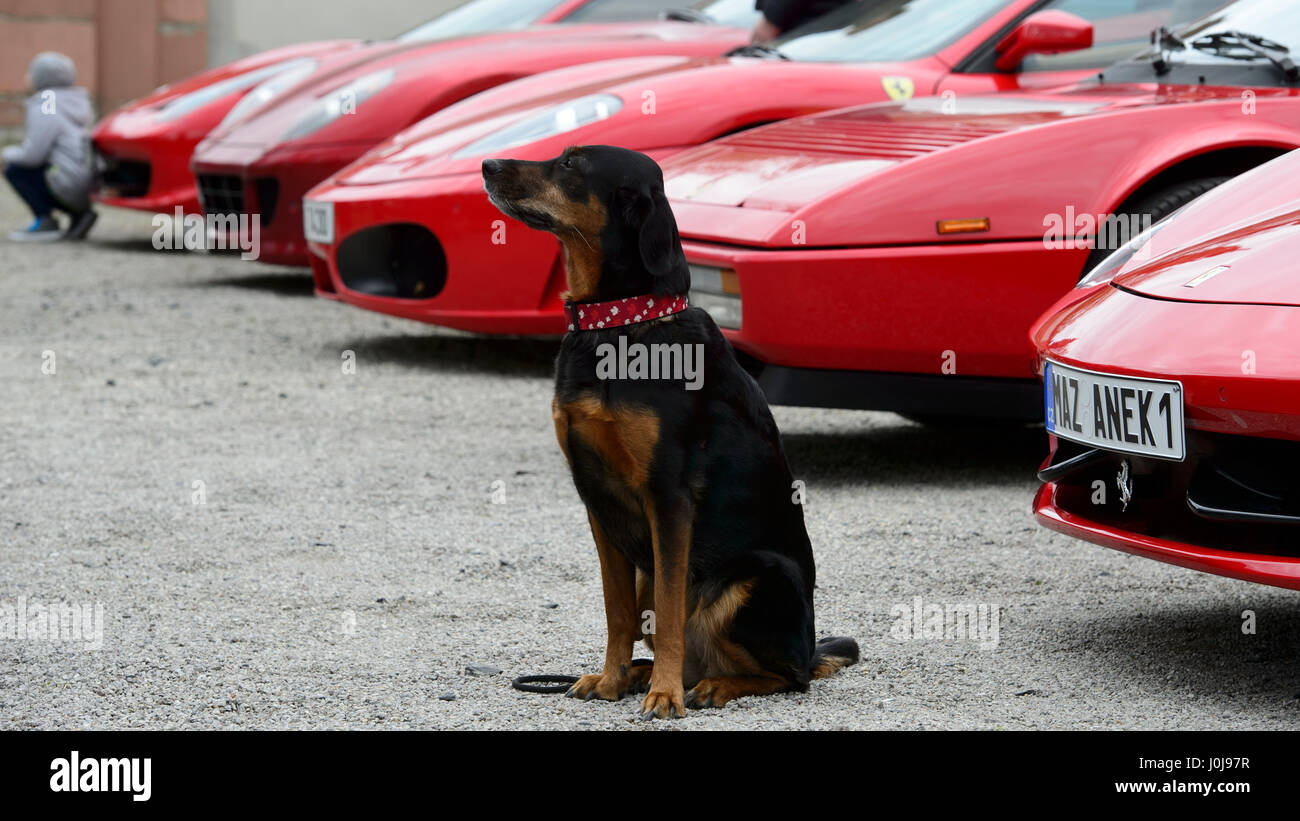 Meeting of Ferrari cars, 70th anniversary, dog Stock Photo - Alamy