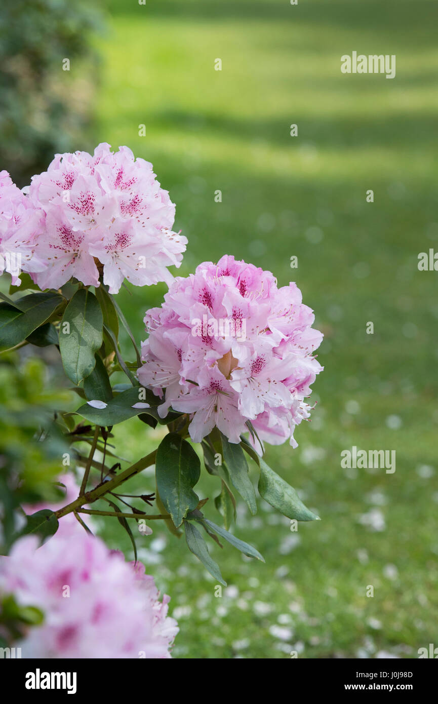 Shrubs pink rhododendron shrub hi-res stock photography and images - Alamy
