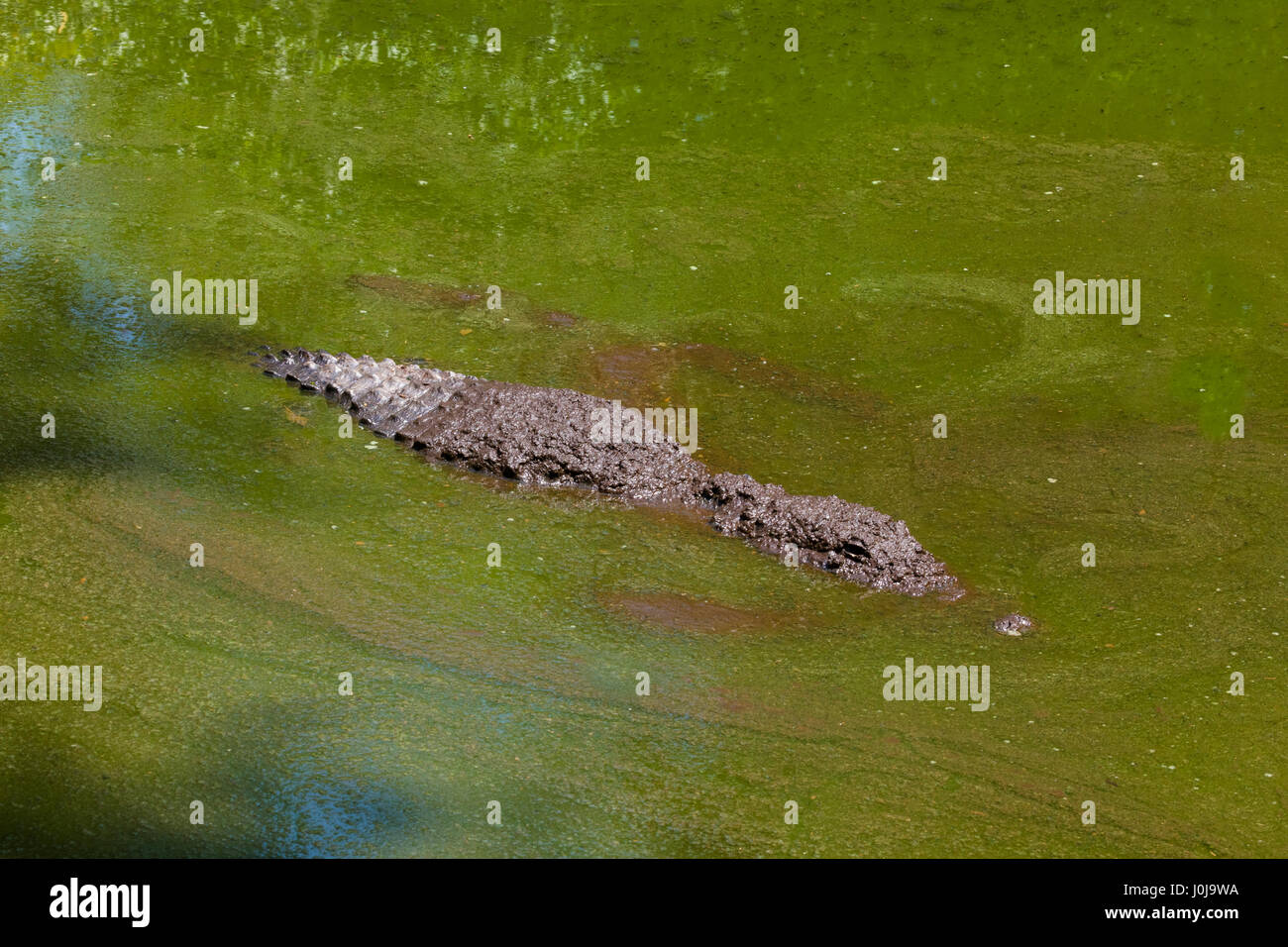 Alligator in water covered with mud in the Everglades in Florida Stock ...