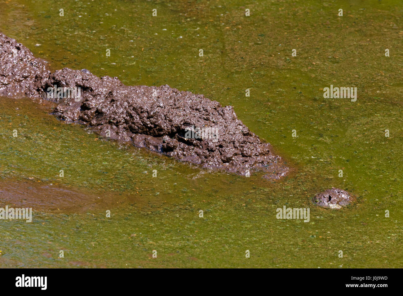 Alligator in water covered with mud in the Everglades in Florida Stock ...