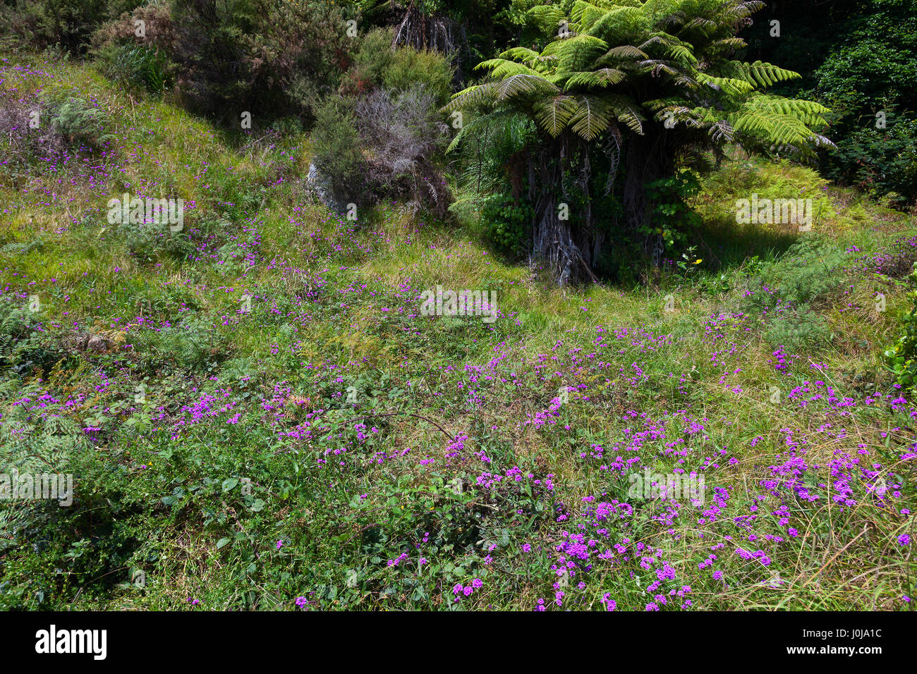 Pink Wildflowers Blooming near Hahei in New Zealand Stock Photo - Alamy
