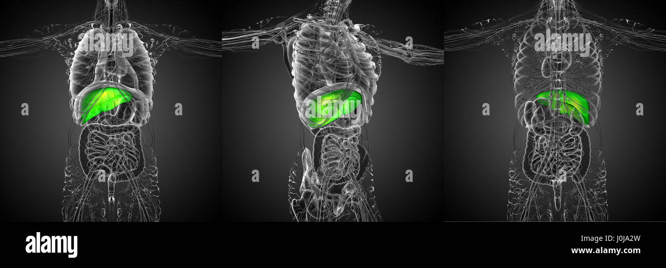 3d rendering medical illustration of the liver Stock Photo - Alamy