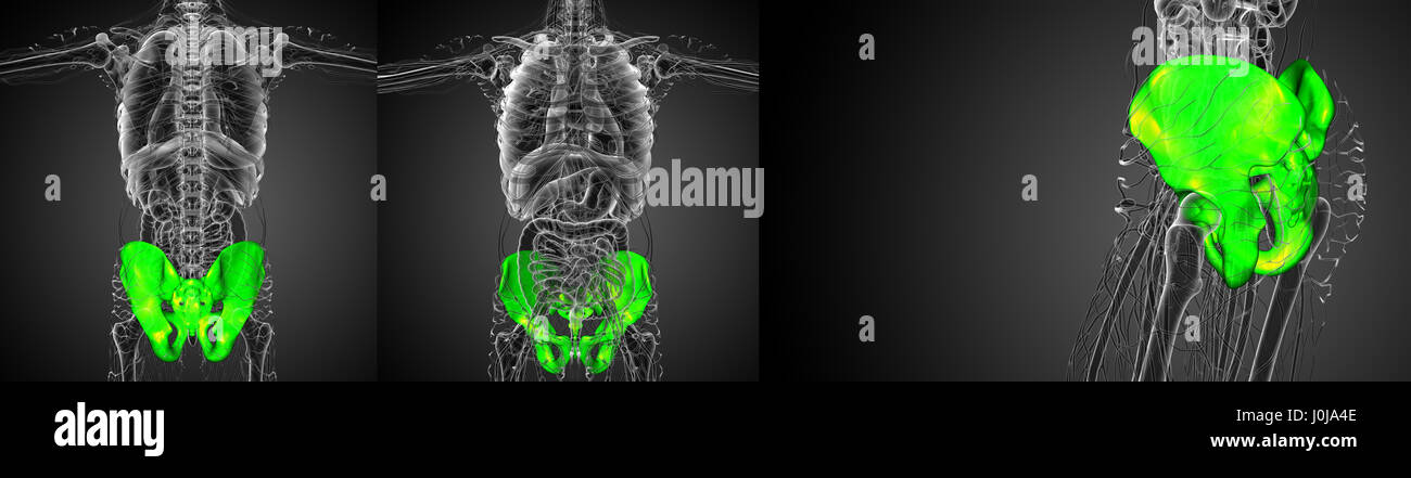 3D rendering illustration of the pelvis bone Stock Photo - Alamy