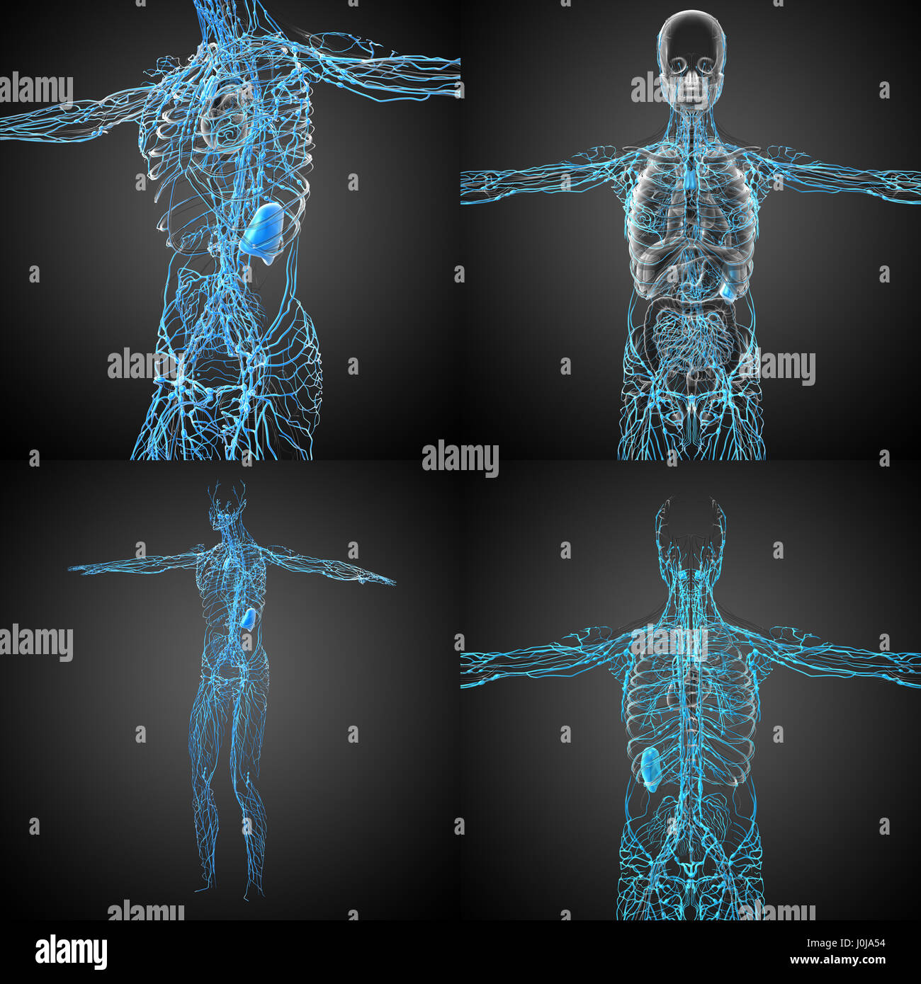 3d rendering medical illustration of the lymphatic system Stock Photo ...