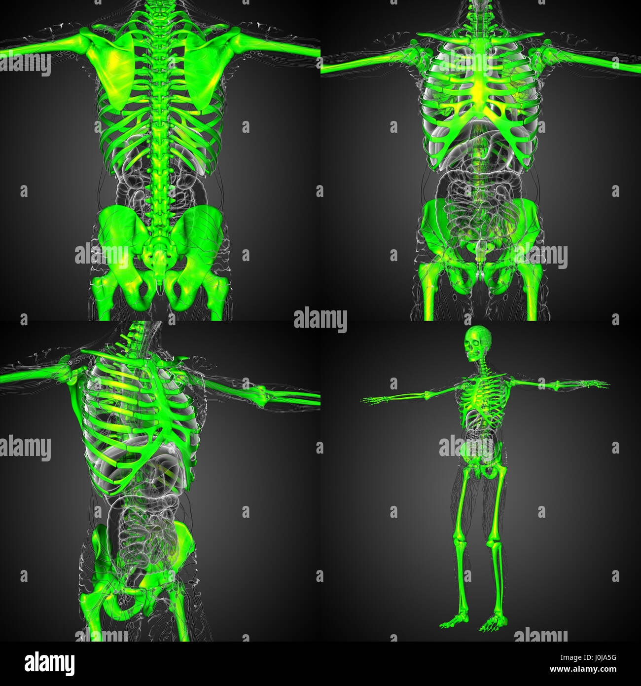 3d rendering medical illustration of the skeleton Stock Photo - Alamy