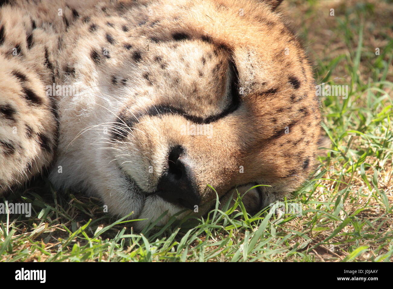 Sleeping leopard hi-res stock photography and images - Alamy