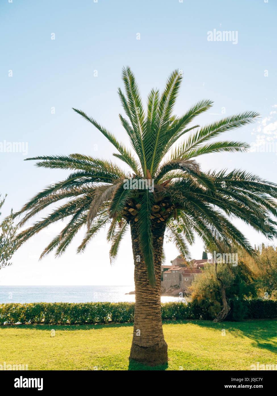 Palm tree. Date tree forest in Montenegro Stock Photo - Alamy