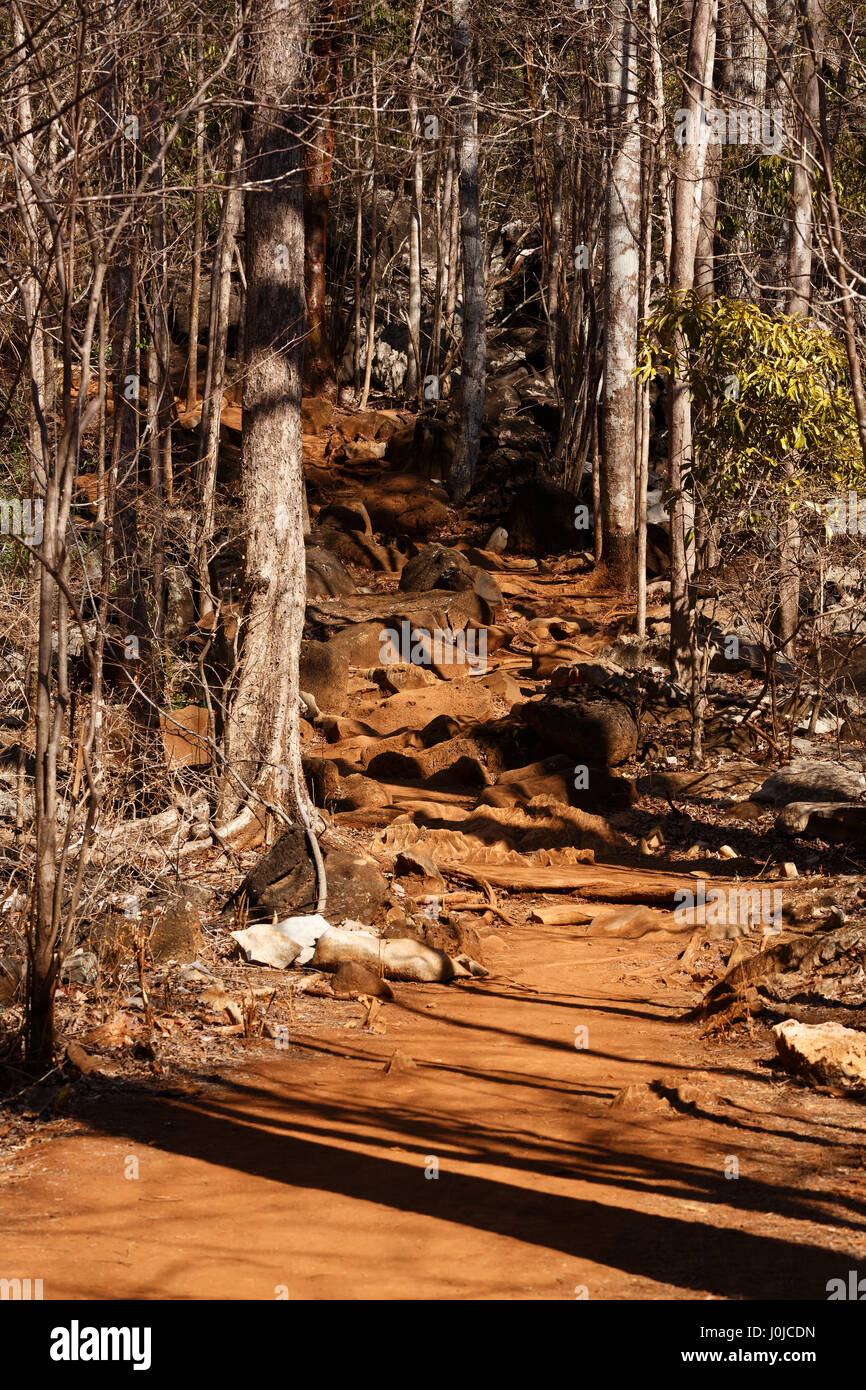 dry forest in Ankarana reserve national park, Madagascar wilderness ...