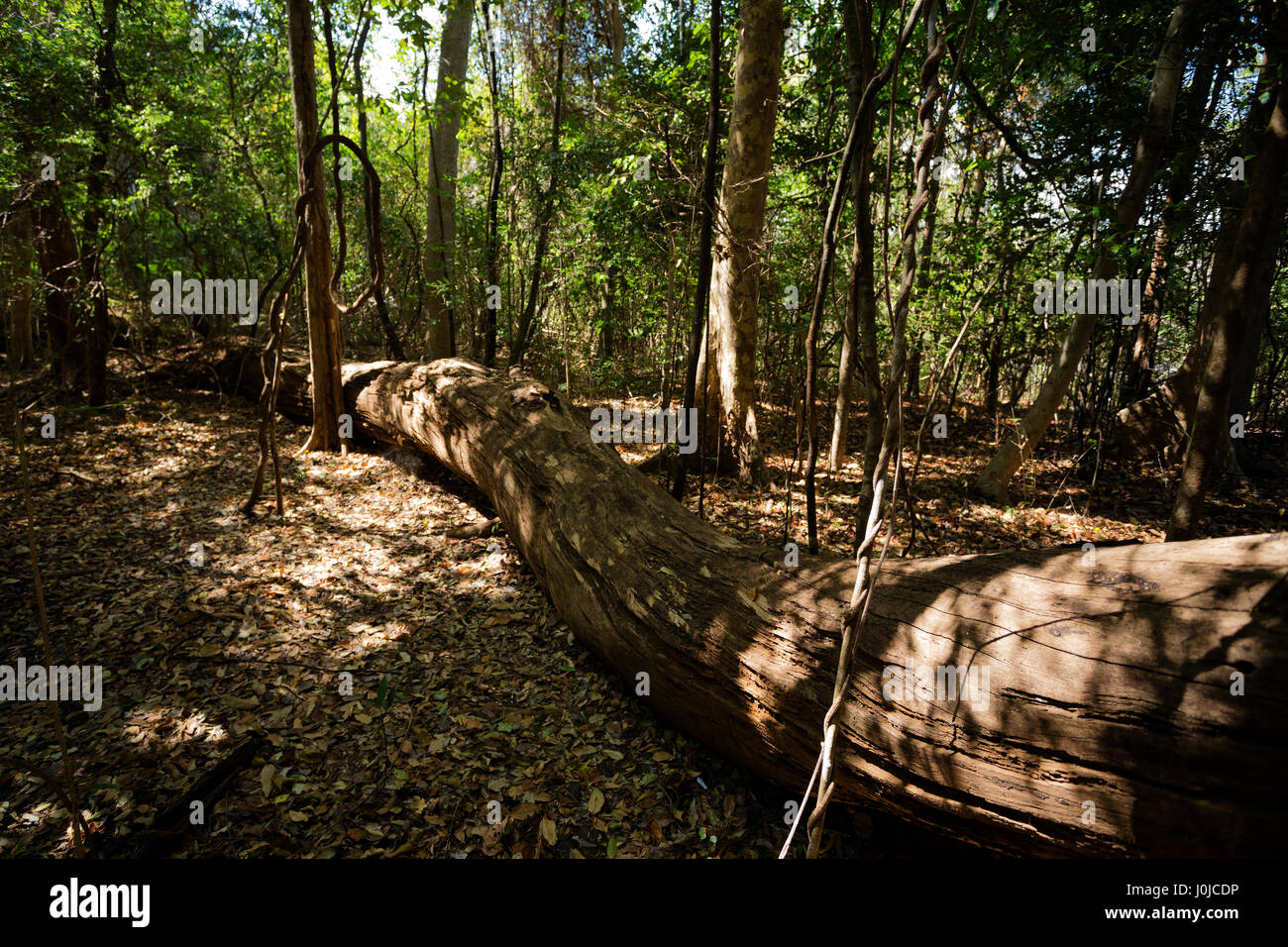 dry forest in Ankarana reserve national park, Madagascar wilderness ...