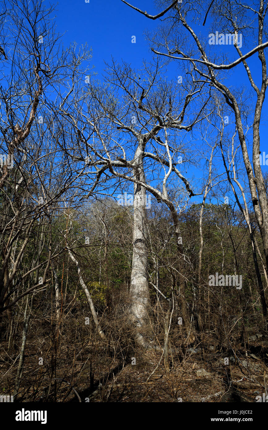 Tree top of majestic trees in Ankarana National Park. Wilderness nature ...