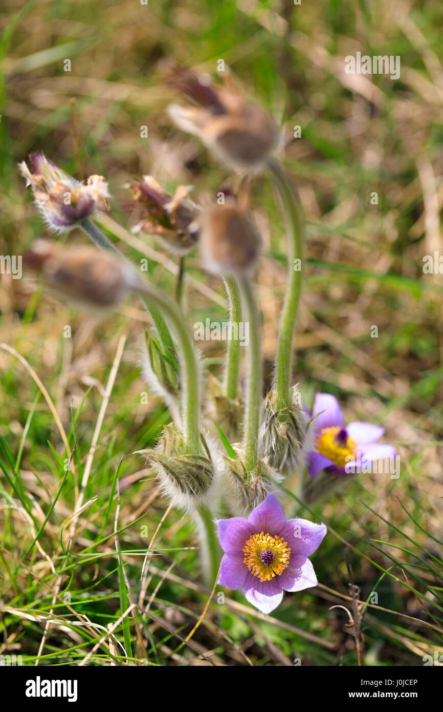 blooming and faded blossom of purple little furry pasque-flower ...