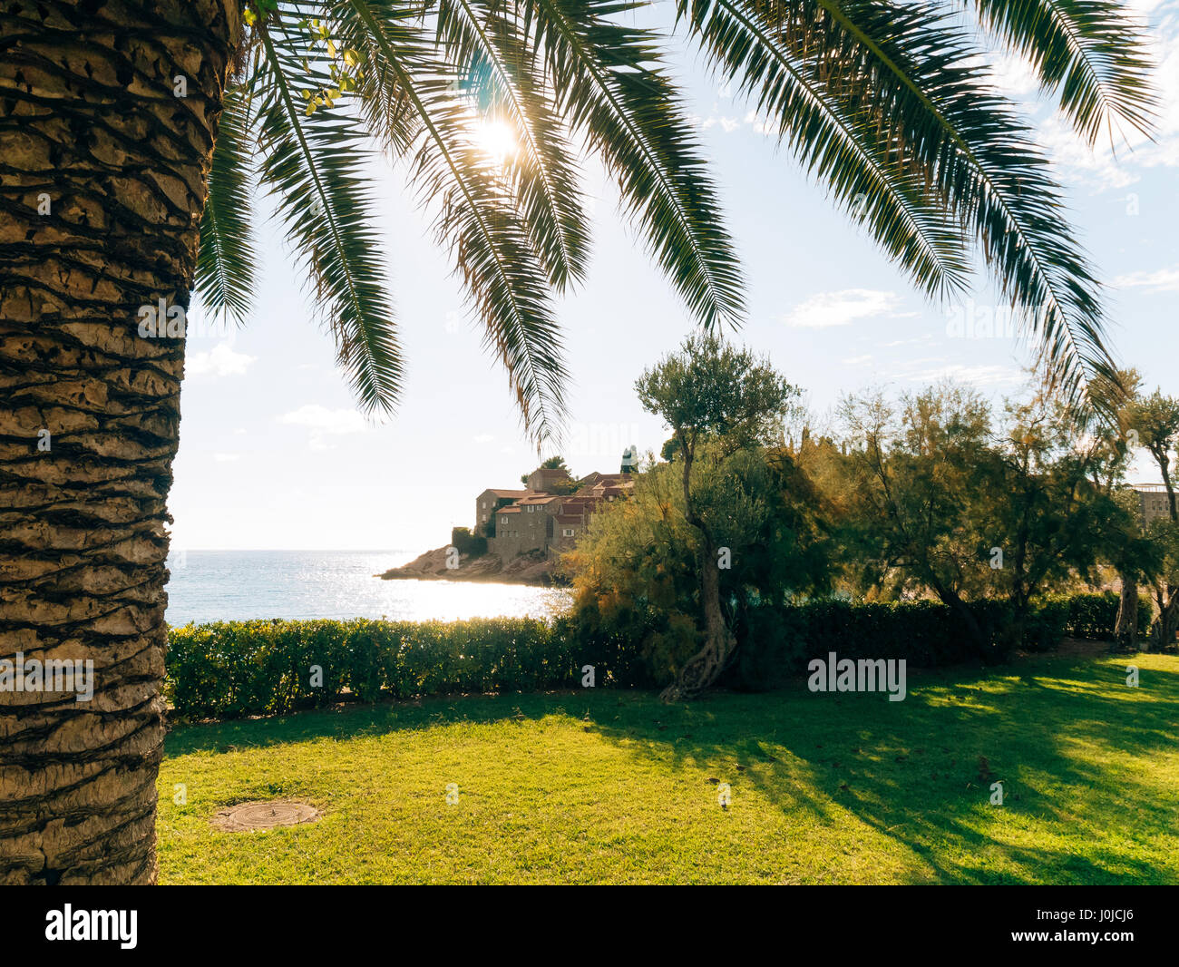 Palm tree. Date tree forest in Montenegro Stock Photo - Alamy