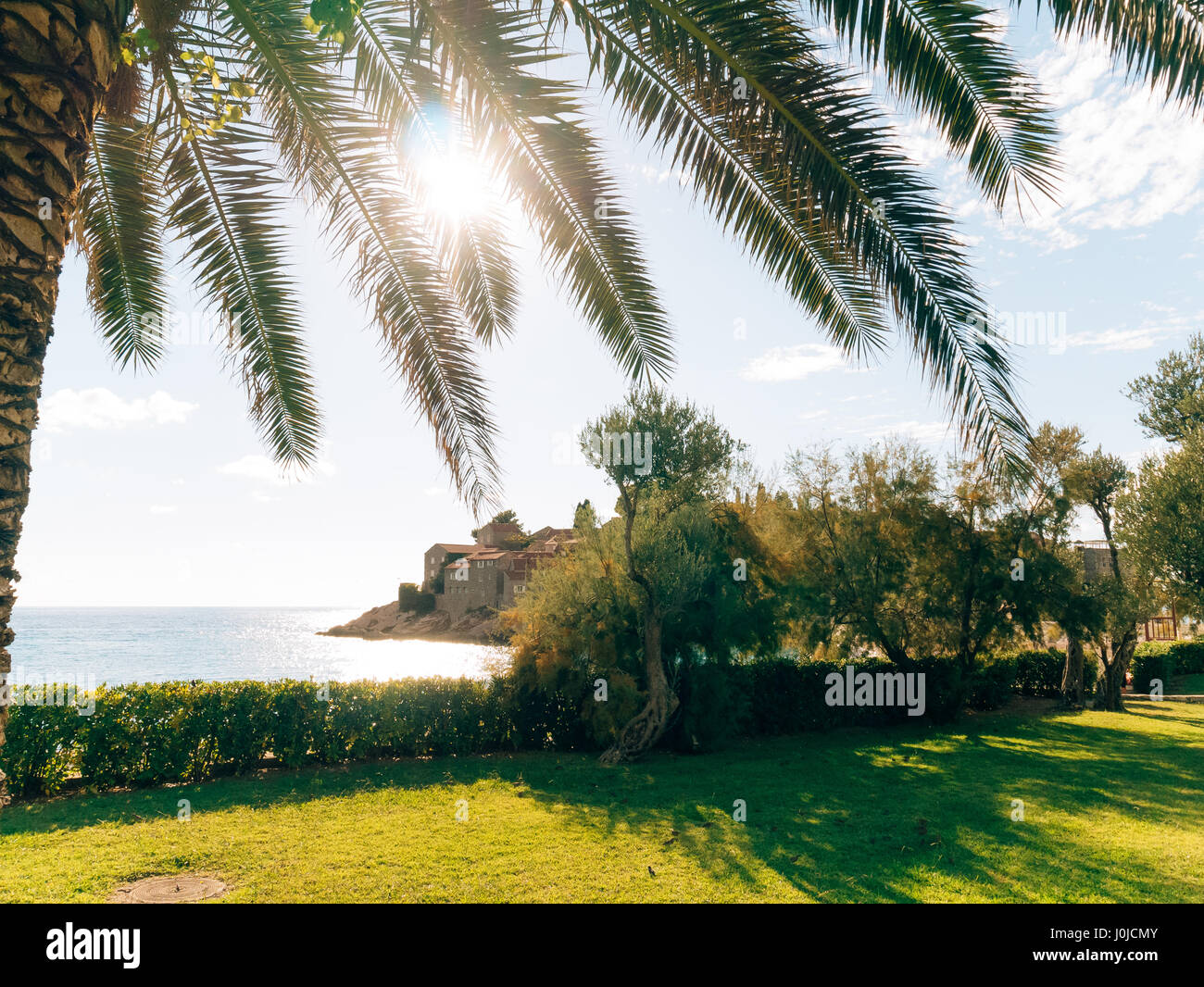 Date palm in montenegro fruit hi-res stock photography and images - Alamy