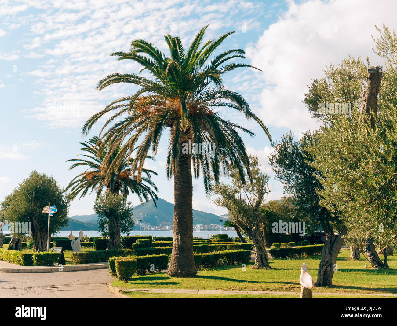 Palm tree. Date tree forest in Montenegro Stock Photo - Alamy