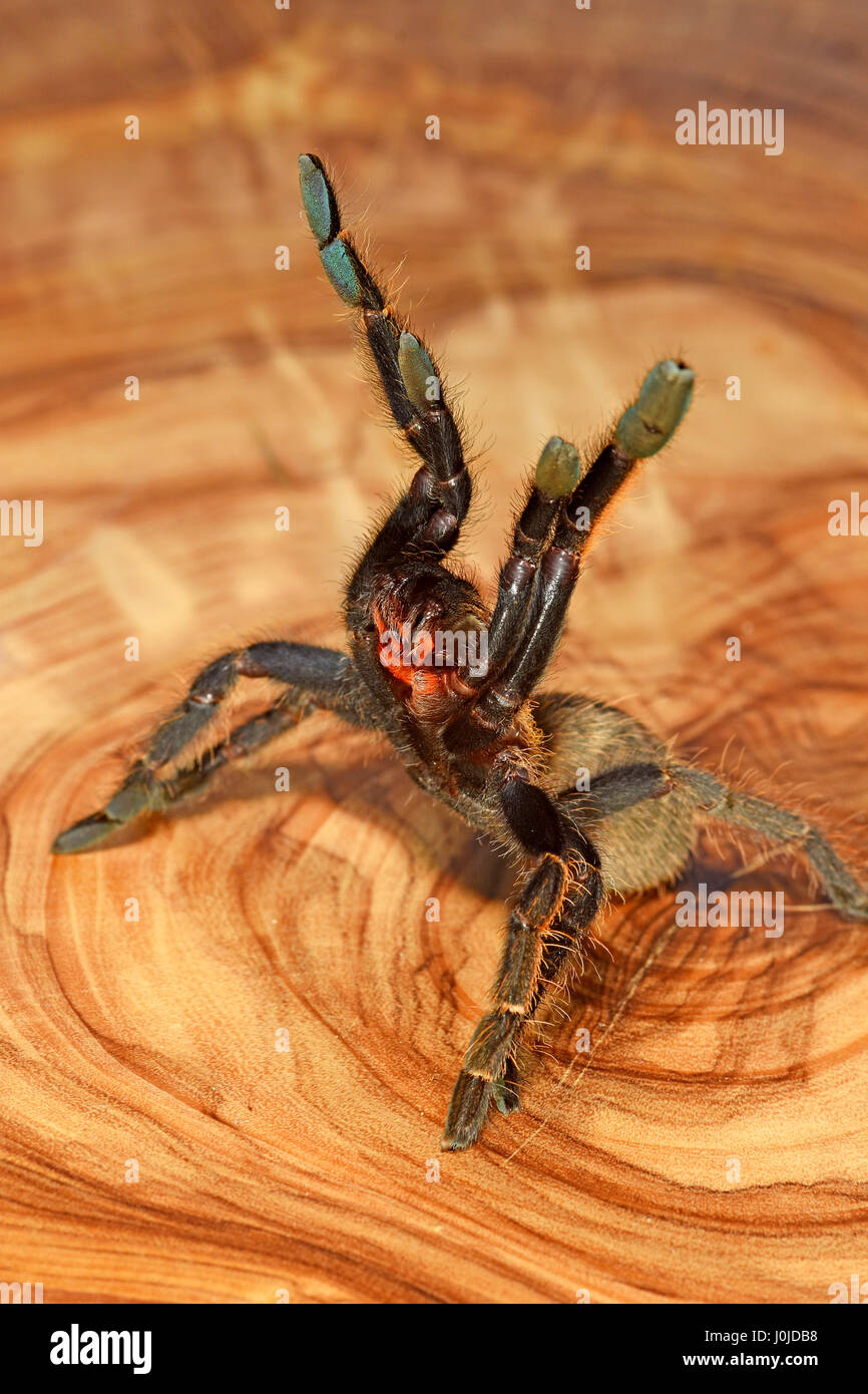 Thai Yellow Fringe Tarantula (Orinocotonus Aureotibialis) Juvenile ...