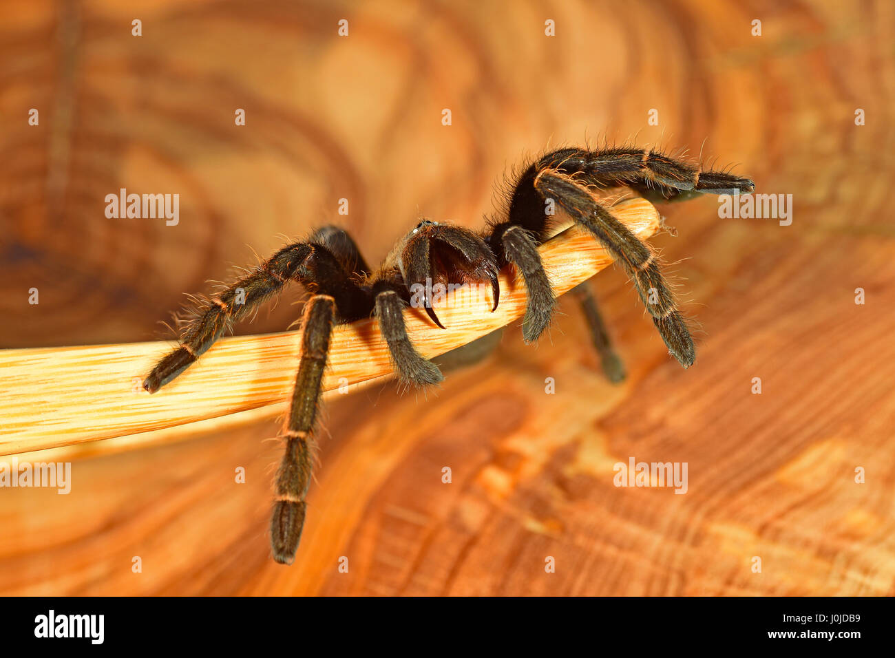 Thailand Yellow Fringe Tarantula (Ornithoctonus aureotibialis) Juvenile ...