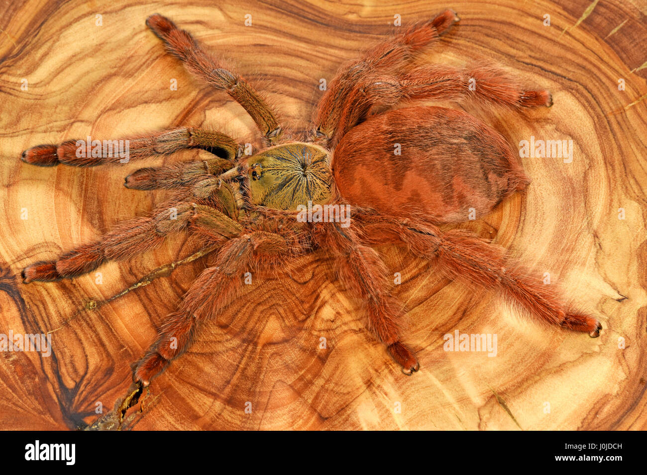 Orange chevron tarantula (Tapinauchenius gigas Stock Photo - Alamy