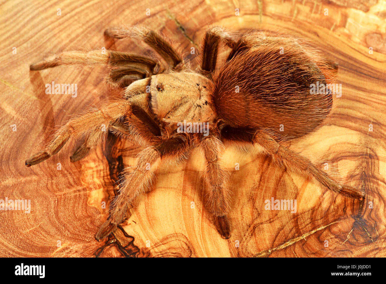 New River Rust Rump Tarantula (Aphonopelma sp Stock Photo - Alamy