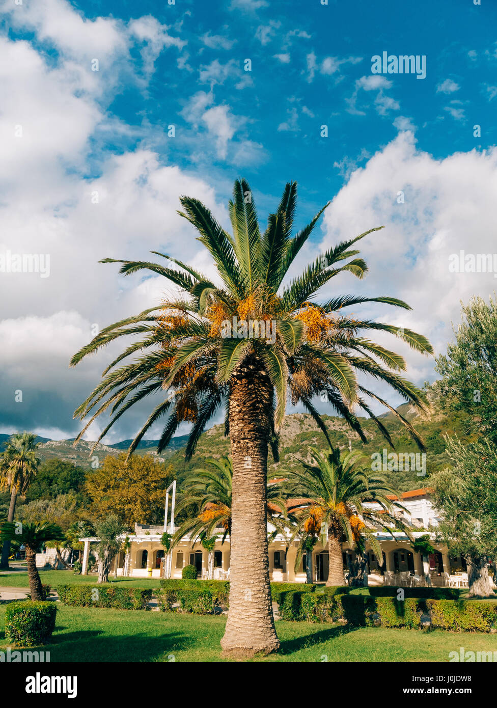 Palm tree. Date tree forest in Montenegro Stock Photo - Alamy