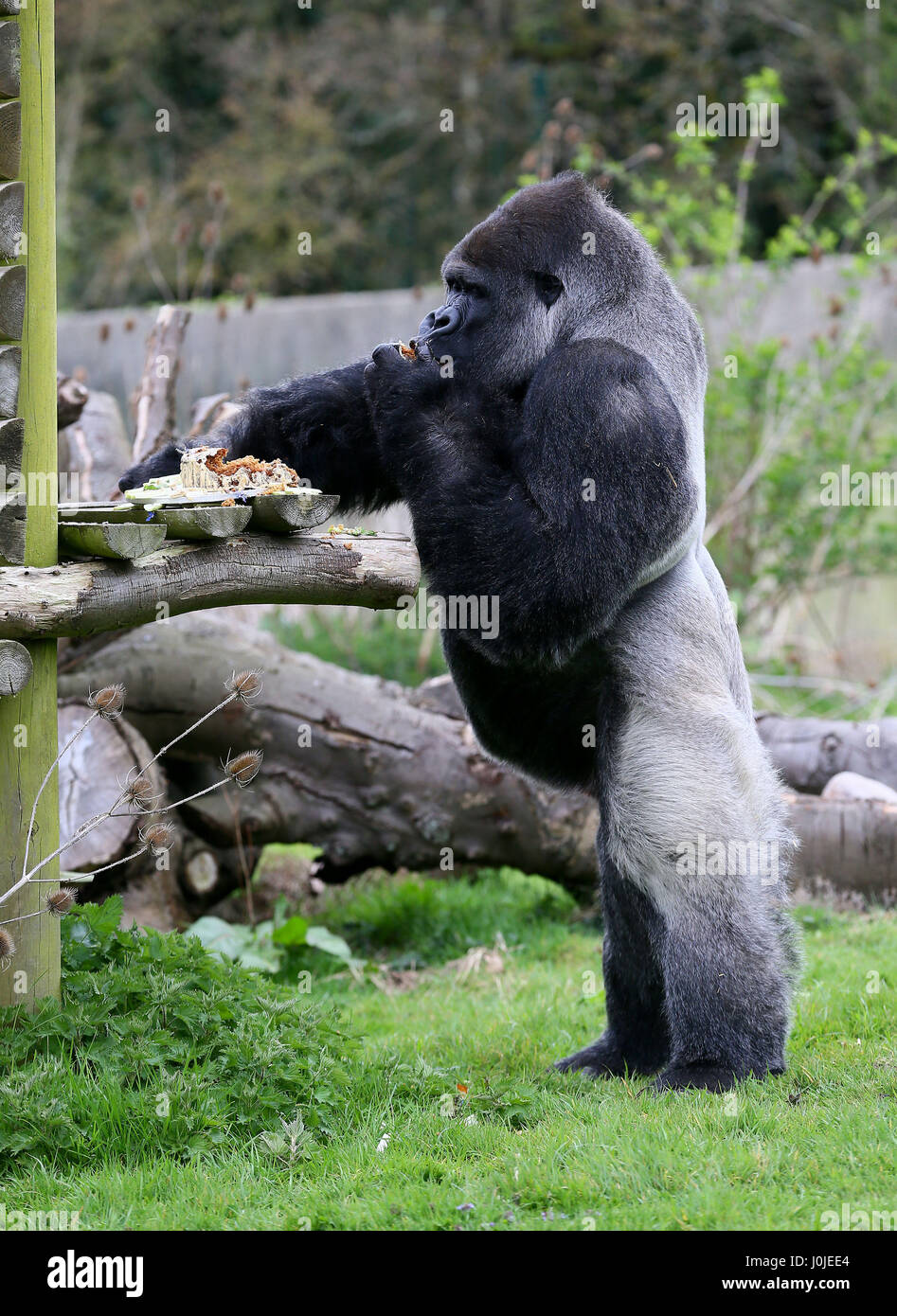 World Biggest Gorilla