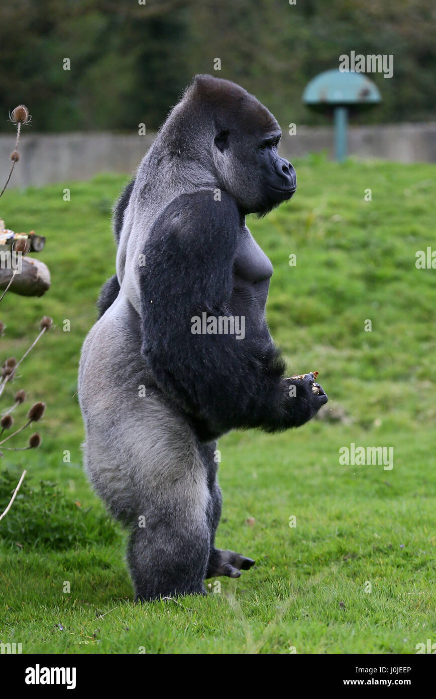 Biggest Gorilla In The World