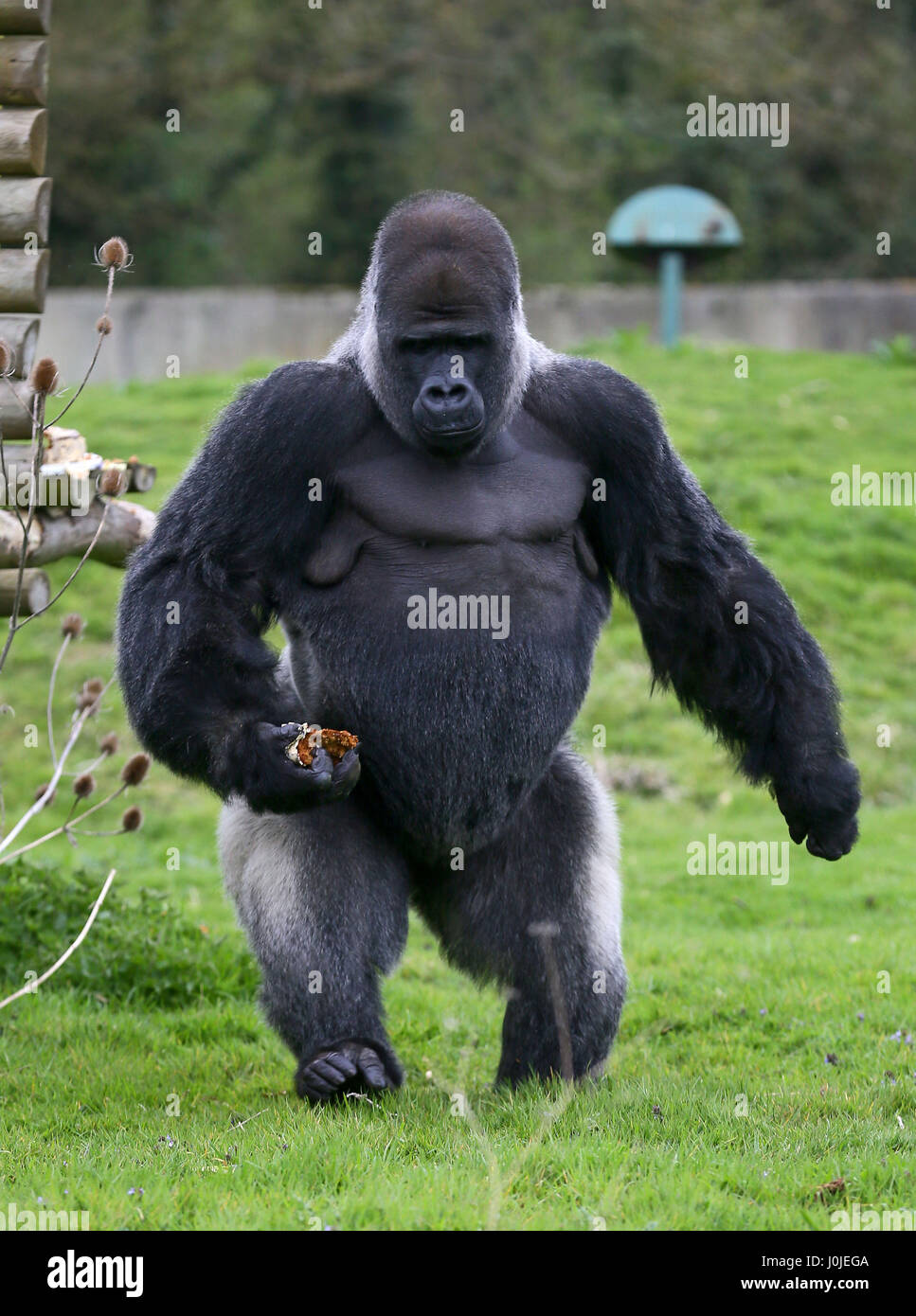 Largest Silverback Gorilla Ever