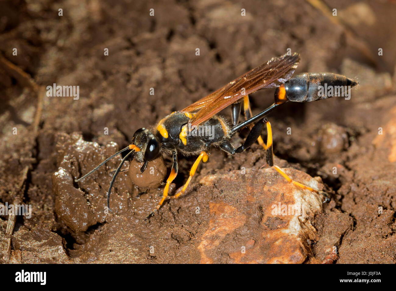 Mud dauber wasp hi-res stock photography and images - Alamy