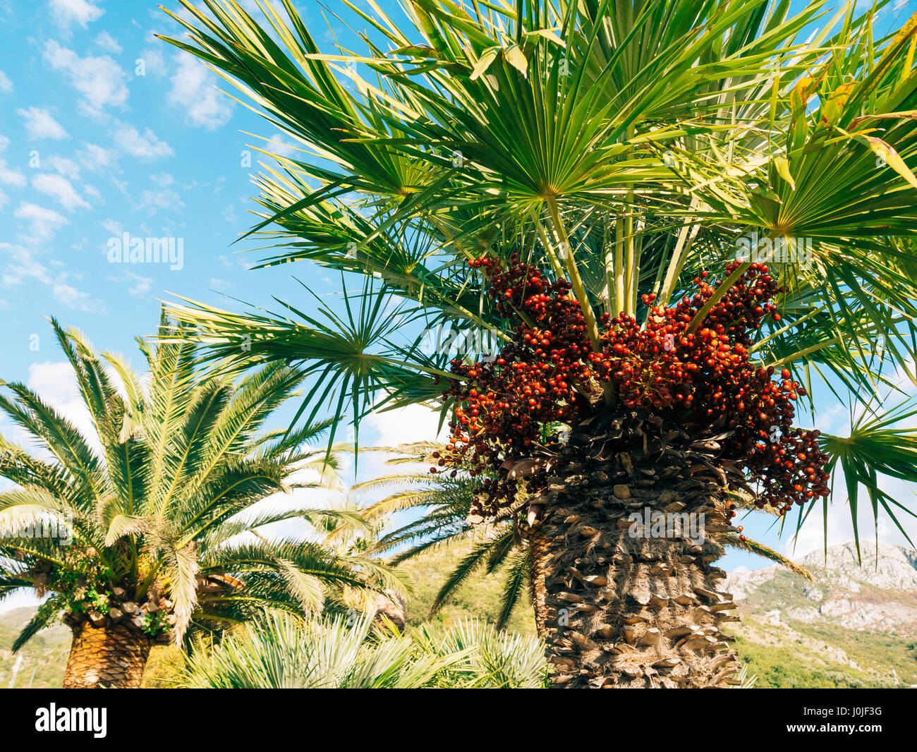 Palm tree. Date tree forest in Montenegro Stock Photo - Alamy