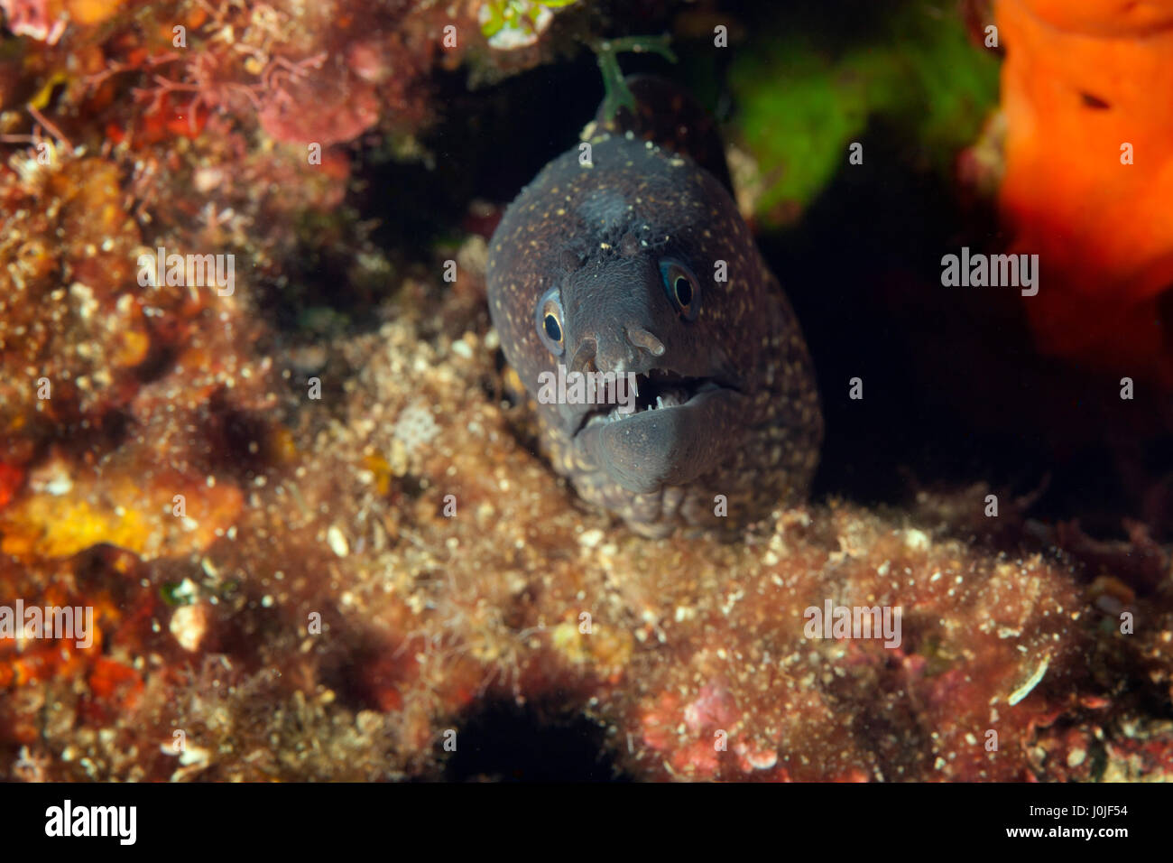 The Mediterranean moray (Muraena helena) from Telascica Nature park ...