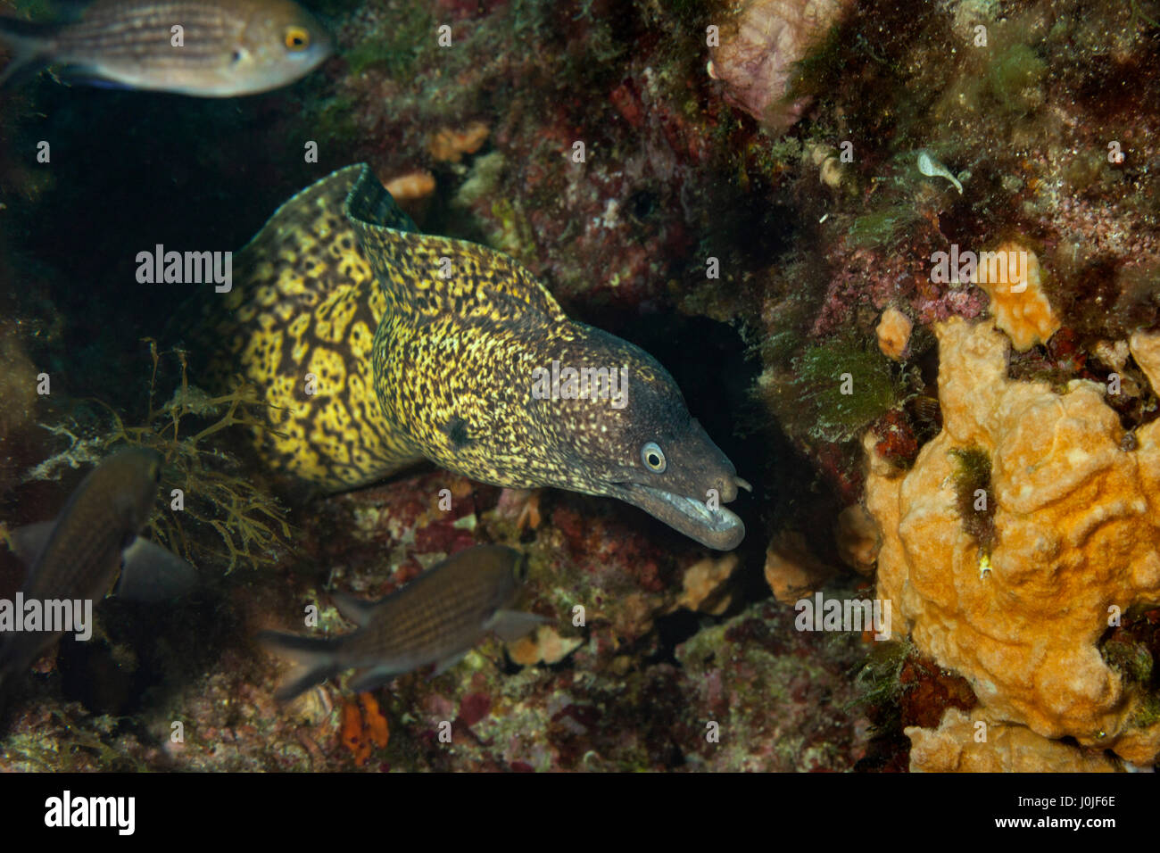 The Mediterranean moray (Muraena helena) from Telascica Nature park ...