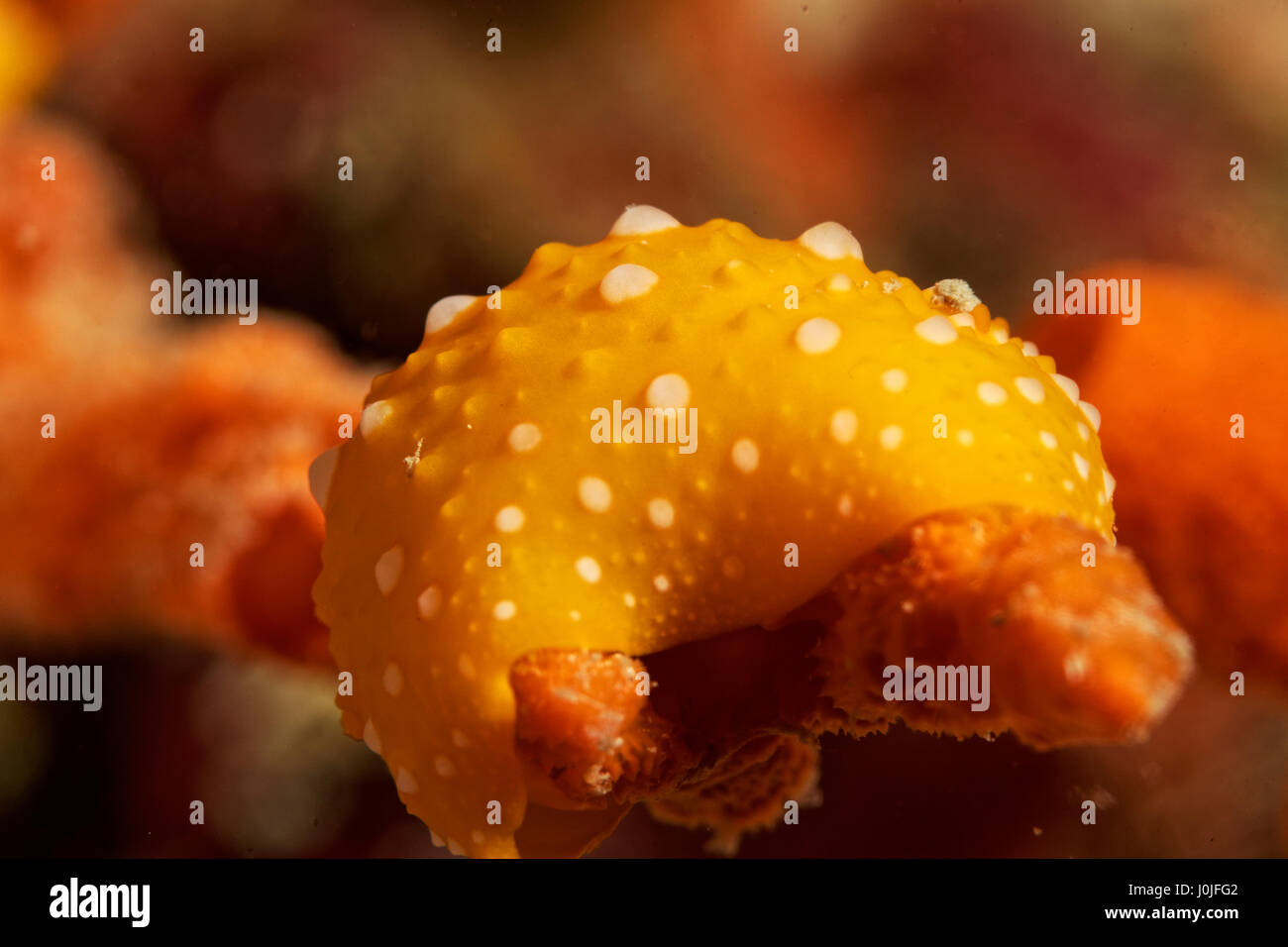 The sea slug Phyllidia flava at Telašćica Nature Park Stock Photo - Alamy