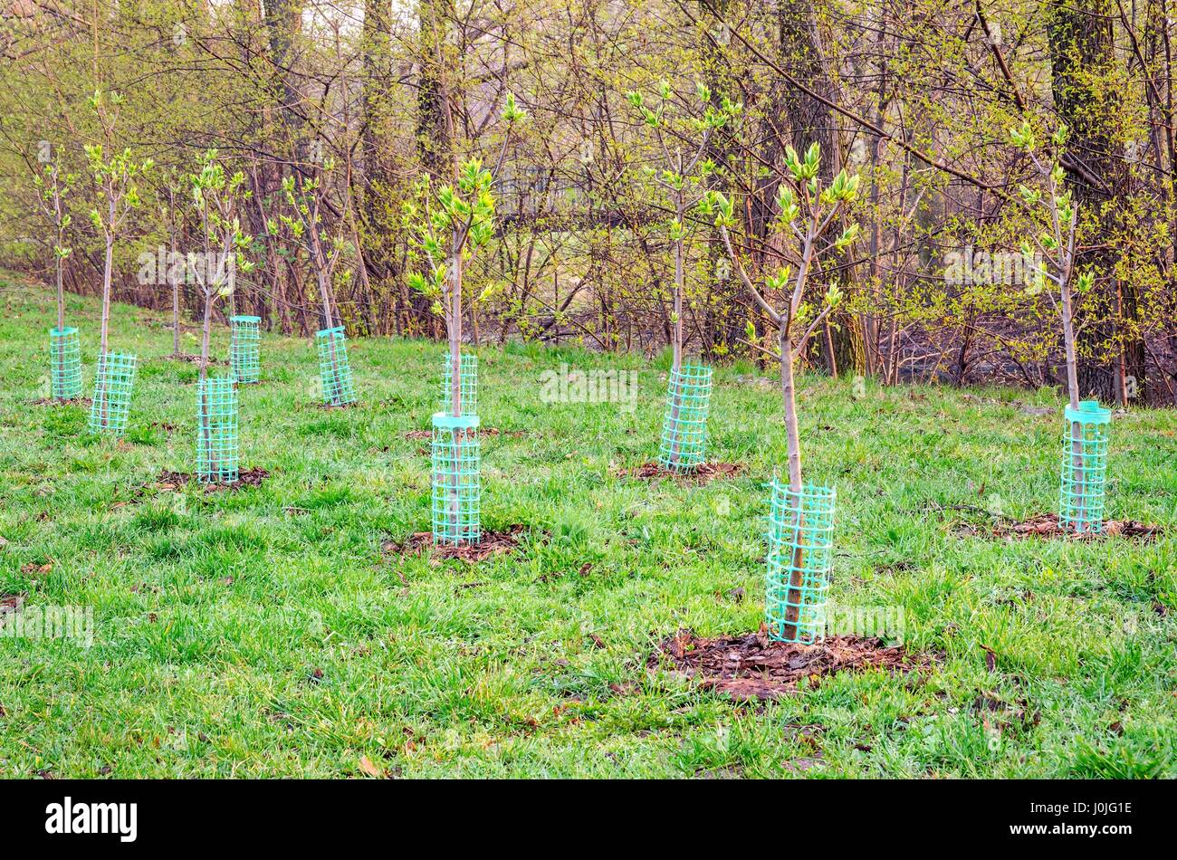 Plant bushes hi-res stock photography and images - Alamy