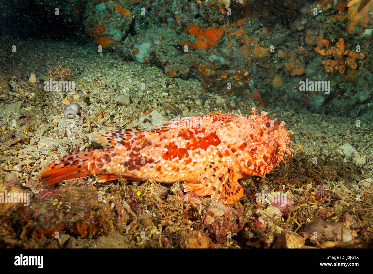 Red scorpionfish in Adriatic Sea, Telašćica Nature Park Stock Photo - Alamy