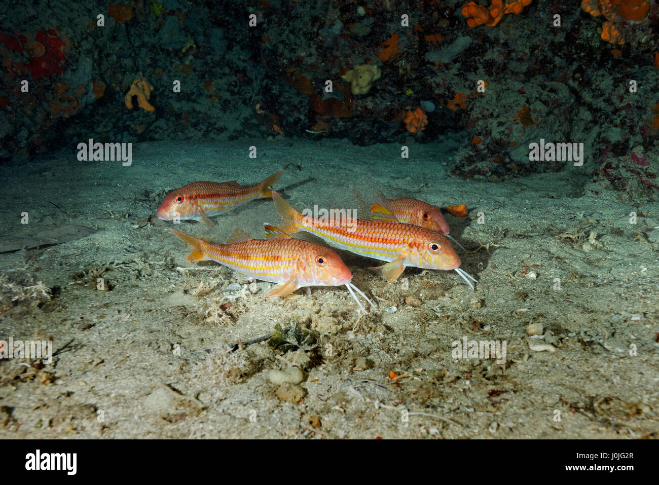 Striped mullet hi-res stock photography and images - Alamy