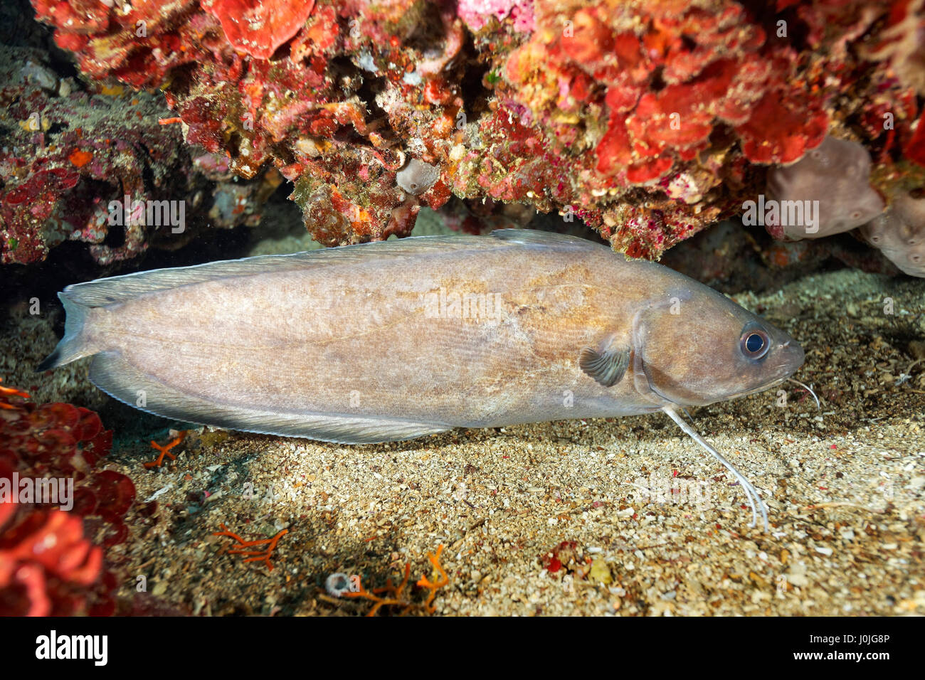 Forkbeard (Phycis phycis) in Adriatic Sea at Telašćica Nature Park ...