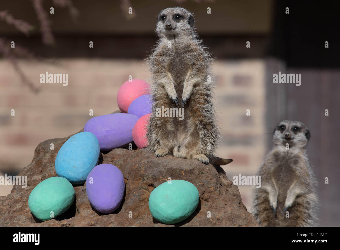 Zoo Vegetables High Resolution Stock Photography and Images - Alamy